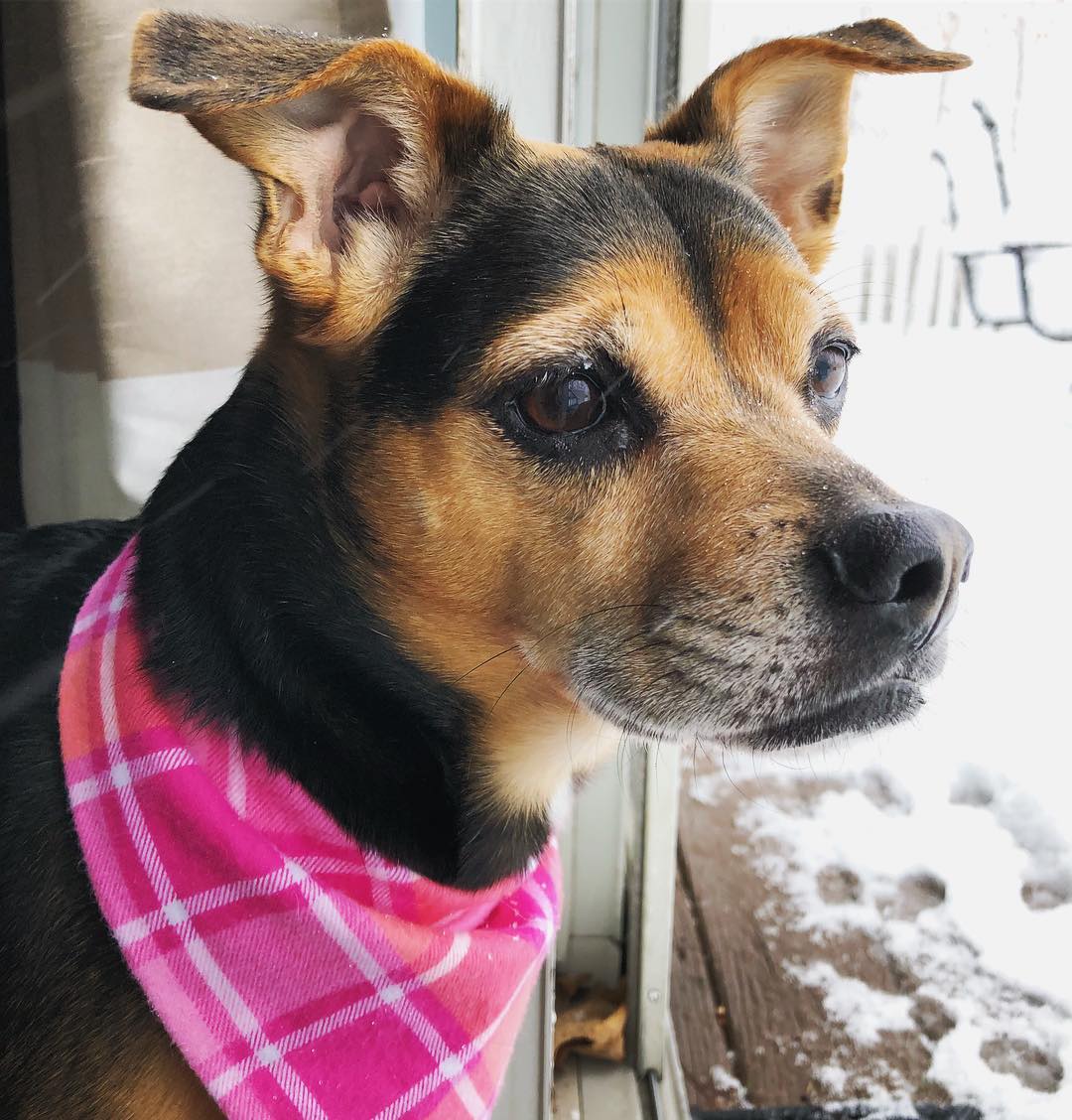5 Tips For Leaving Your Dog Home Alone While You re At Work Natural